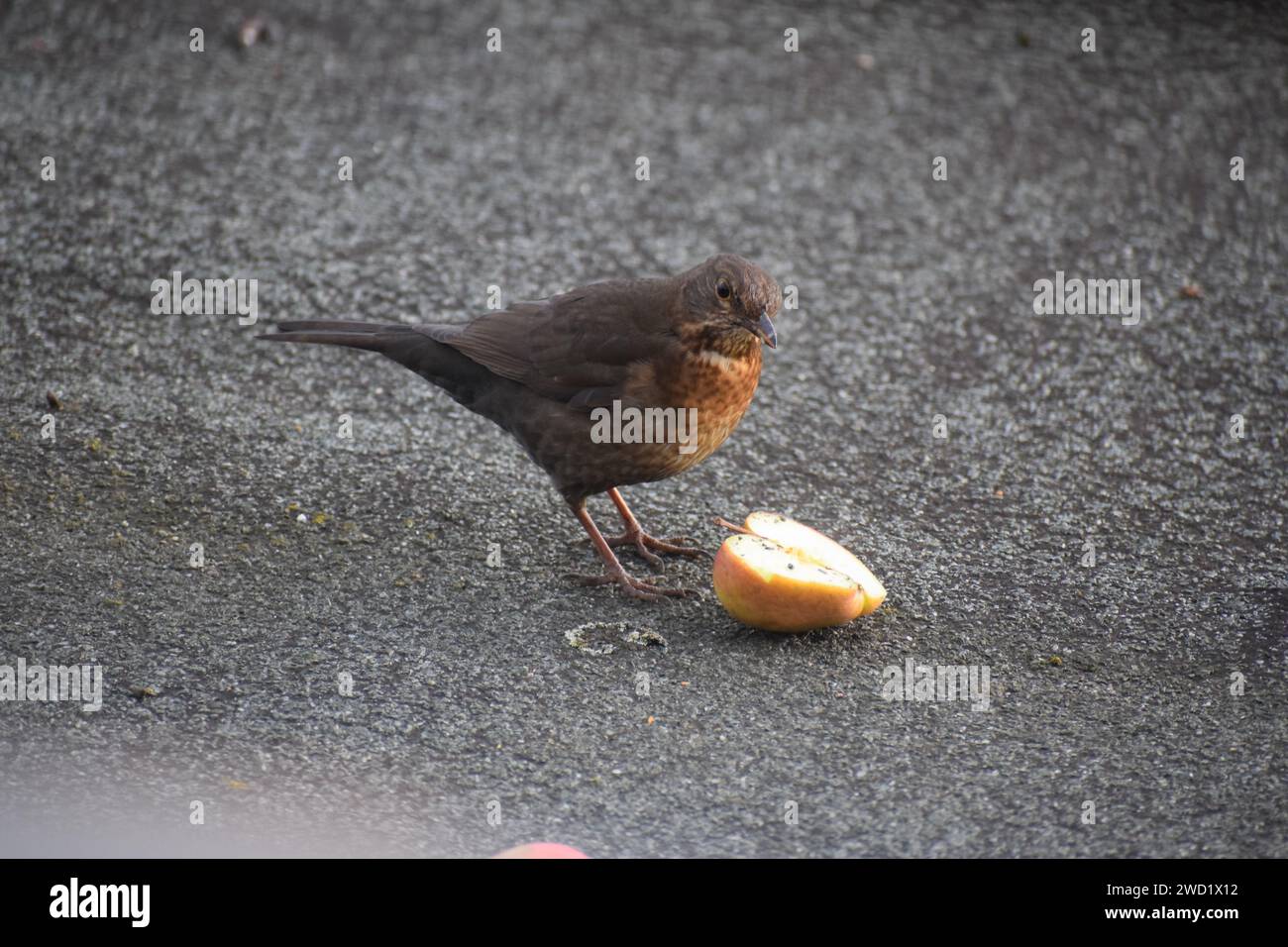 Common blackbird amsel schwarzdrossel hi-res stock photography and ...