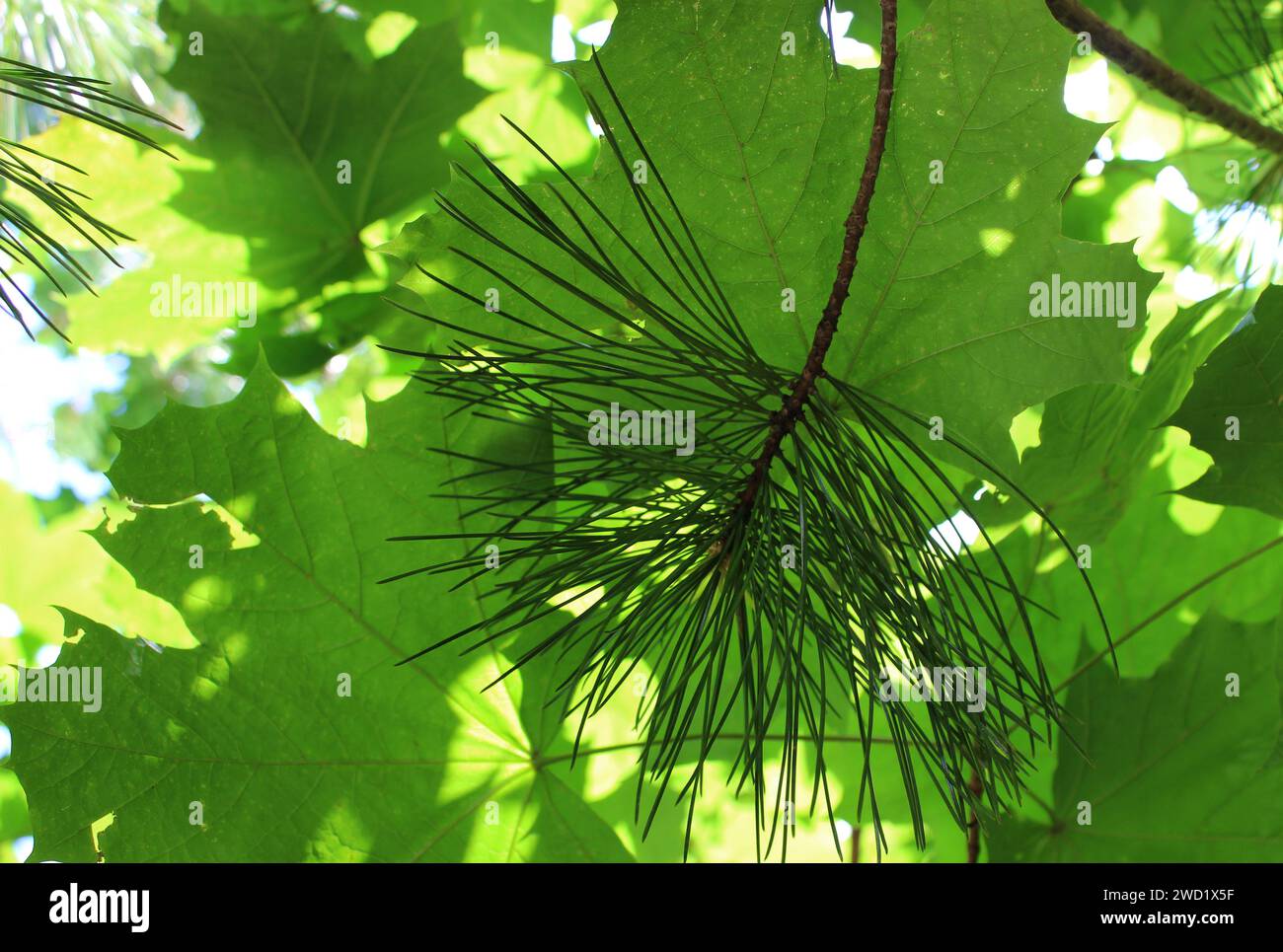 Branches Of Maple Tree And Pine Tree Detailed Stock Photo For ...
