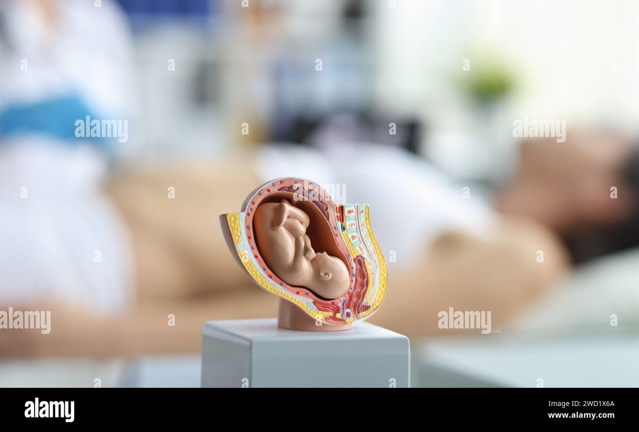 Embryo model, womans reproductive system, baby in belly, educational ...