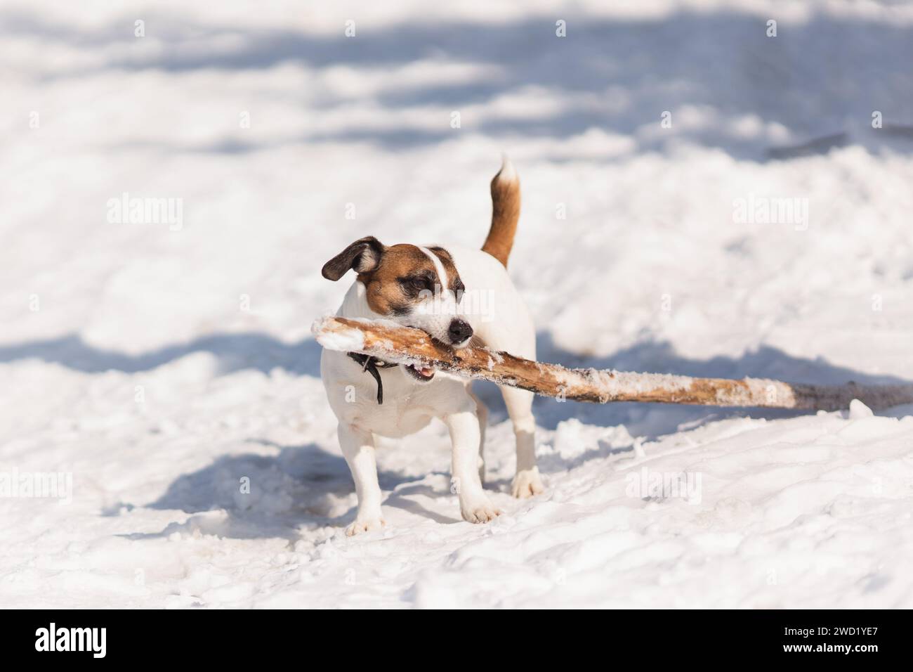Dog holding stick. Jack russell terrier bites stick Stock Photo - Alamy