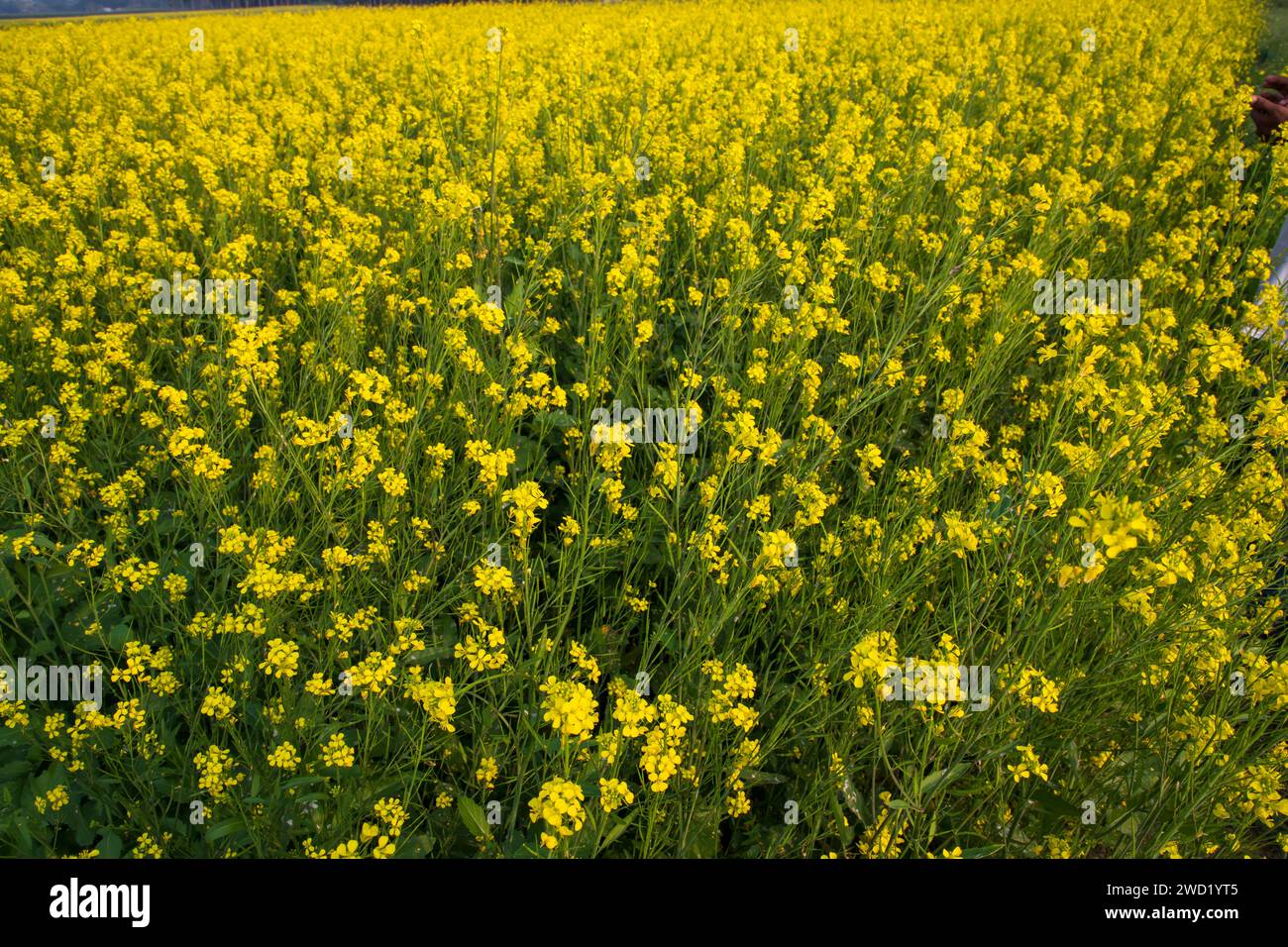 Blooming Yellow Rapeseed flowers in the field. can be used as a floral texture background Stock ...