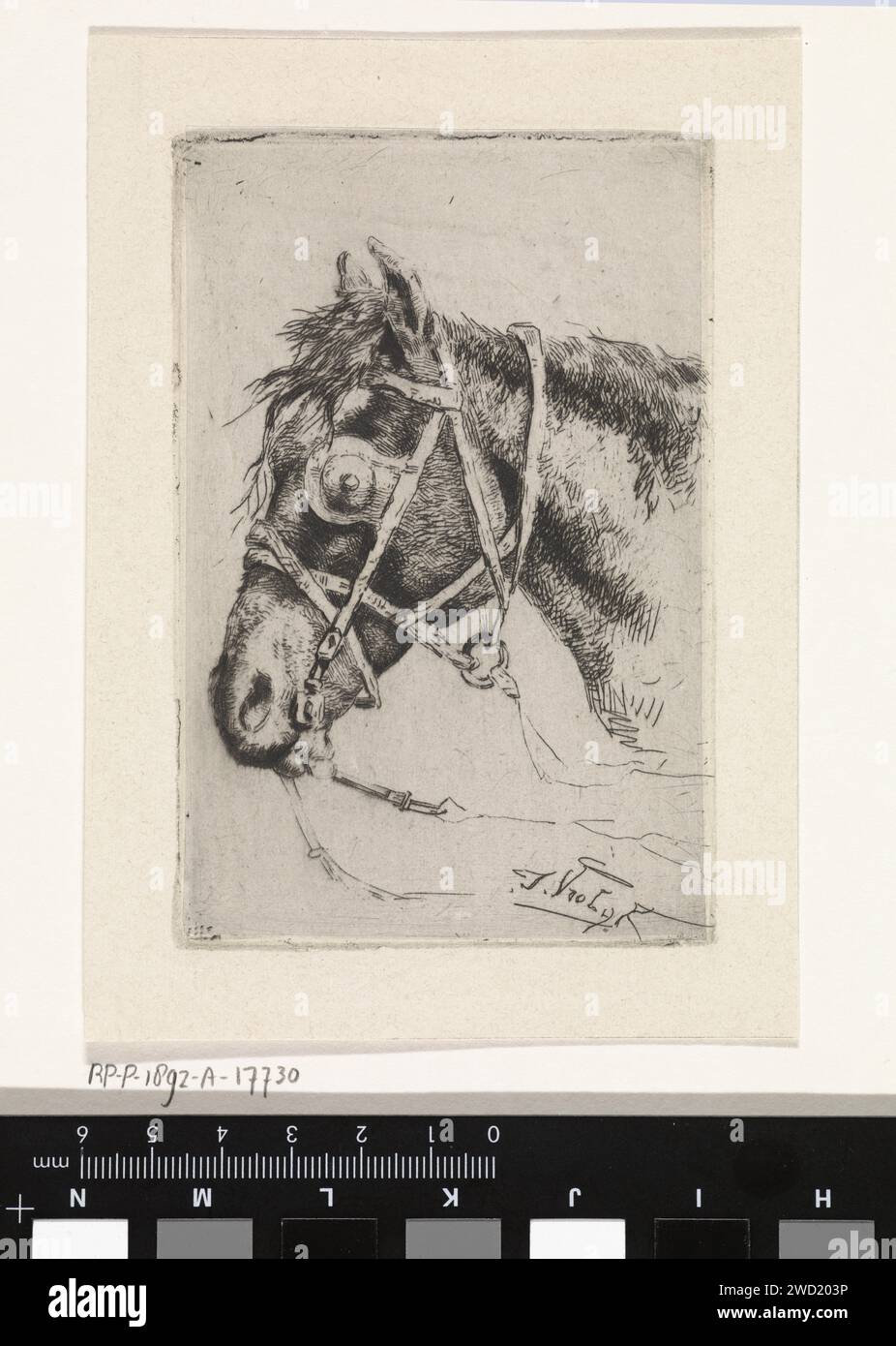 Head of a horse, with bridle and blinkers, Jan Vrolijk, 1856 - 1883 ...
