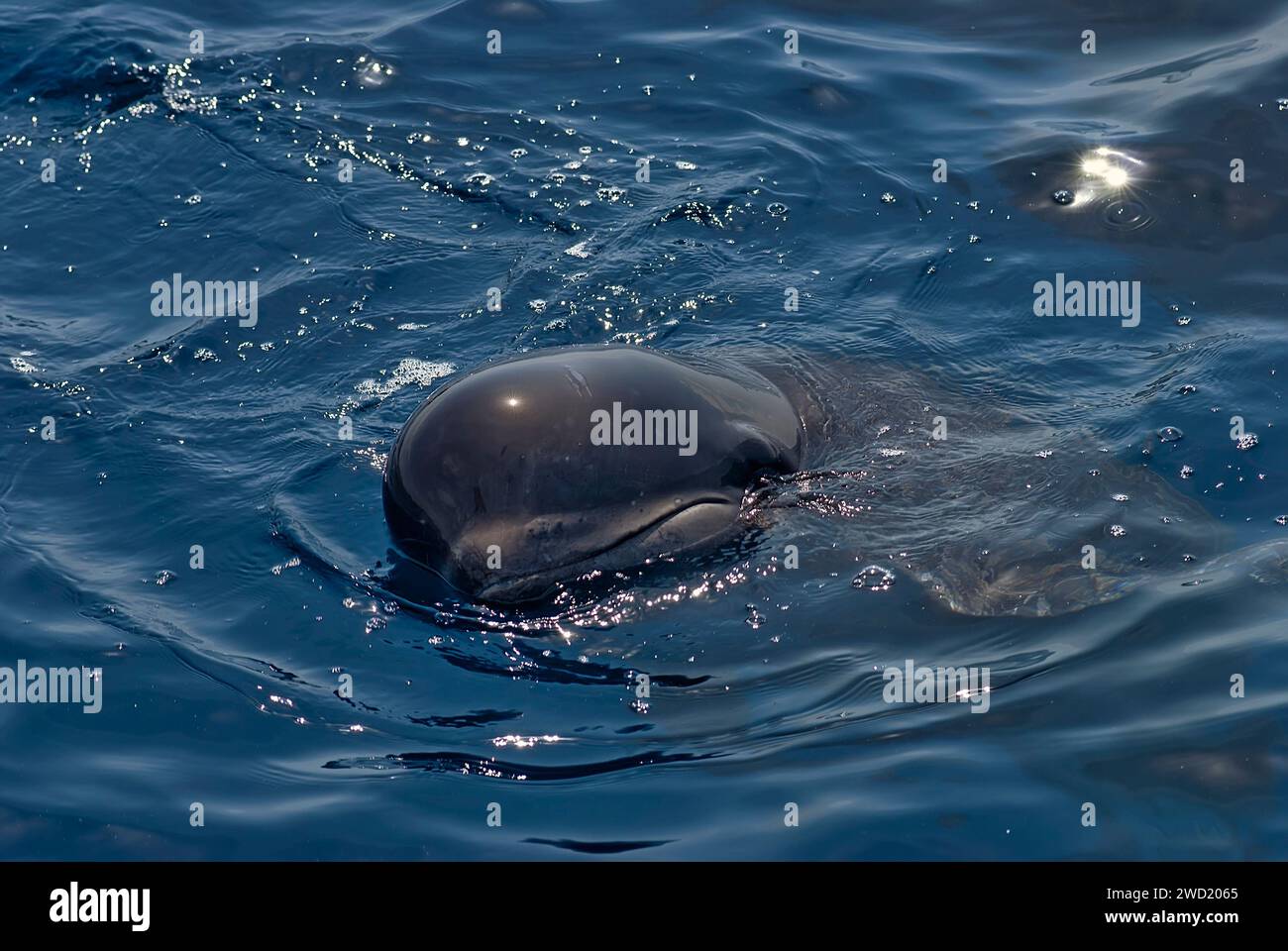 A serene pilot whale (Globicephala melas) floats tranquilly at the ...