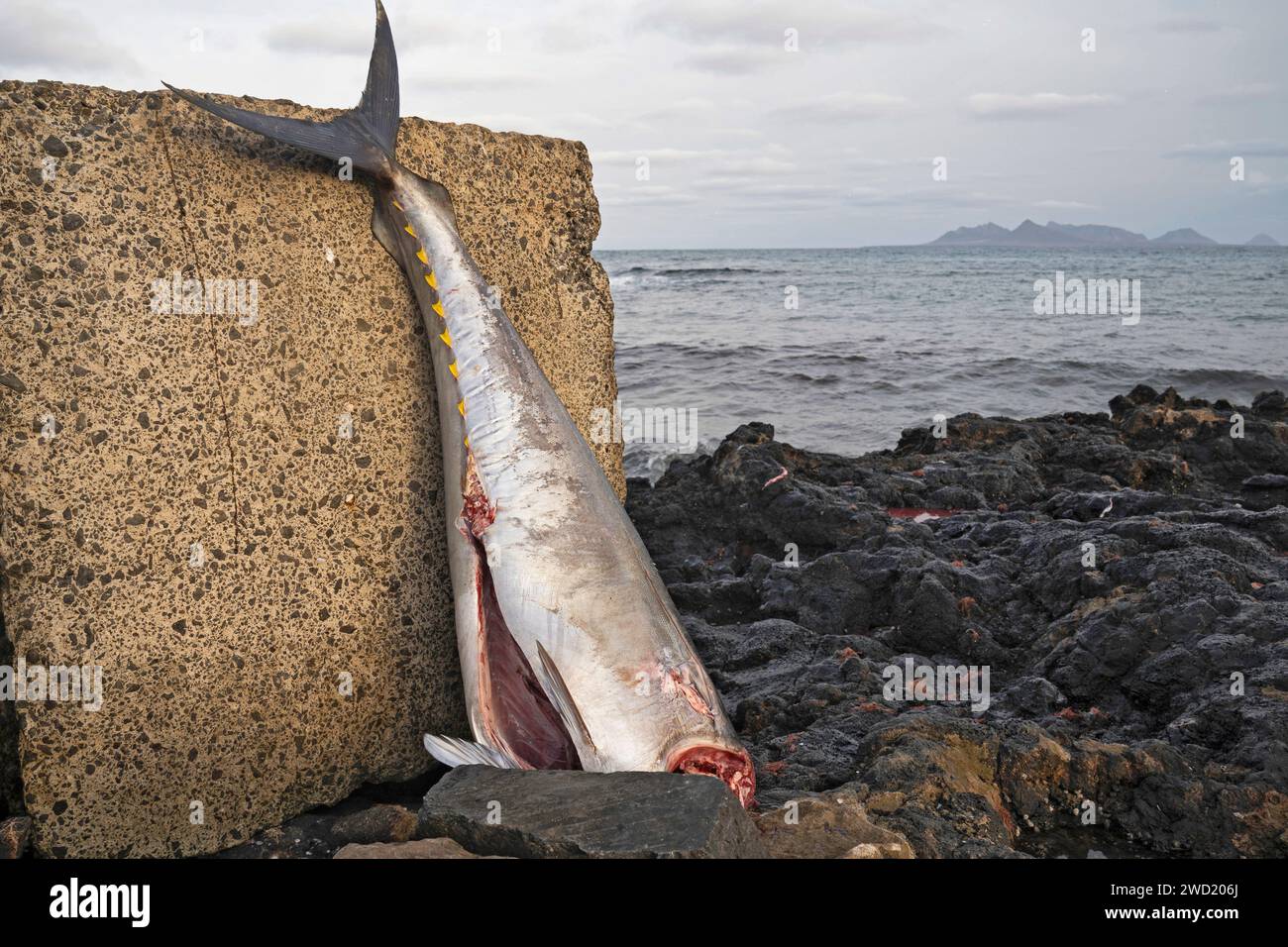Yellowfin tuna (Thunnus albacares), propped against a volcanic rock on ...