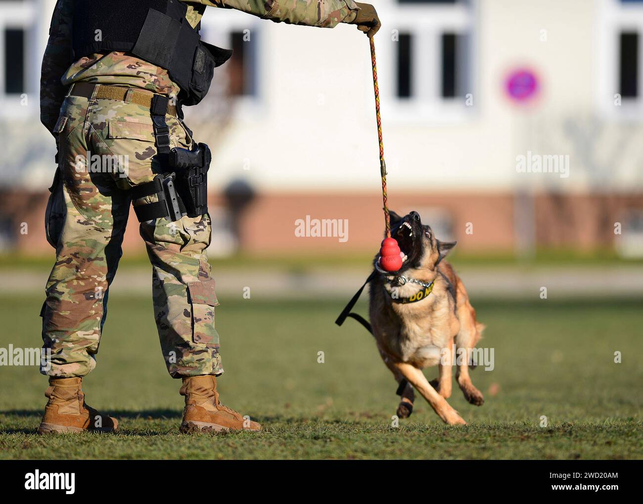U.S. Army obedience drills with military working dogs at Panzer Kaserne ...