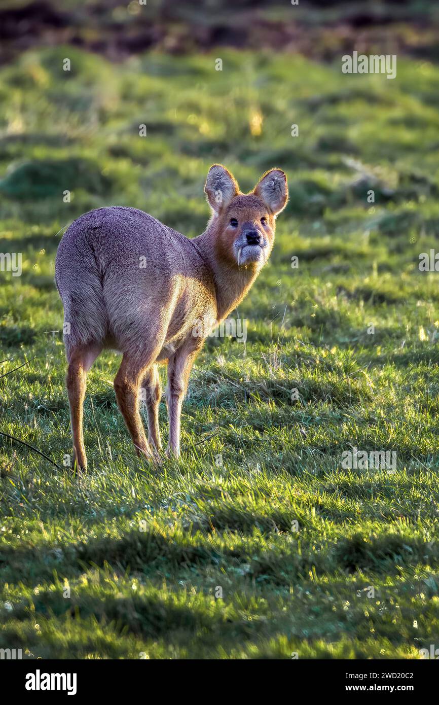 Chinese water deer Stock Photo - Alamy
