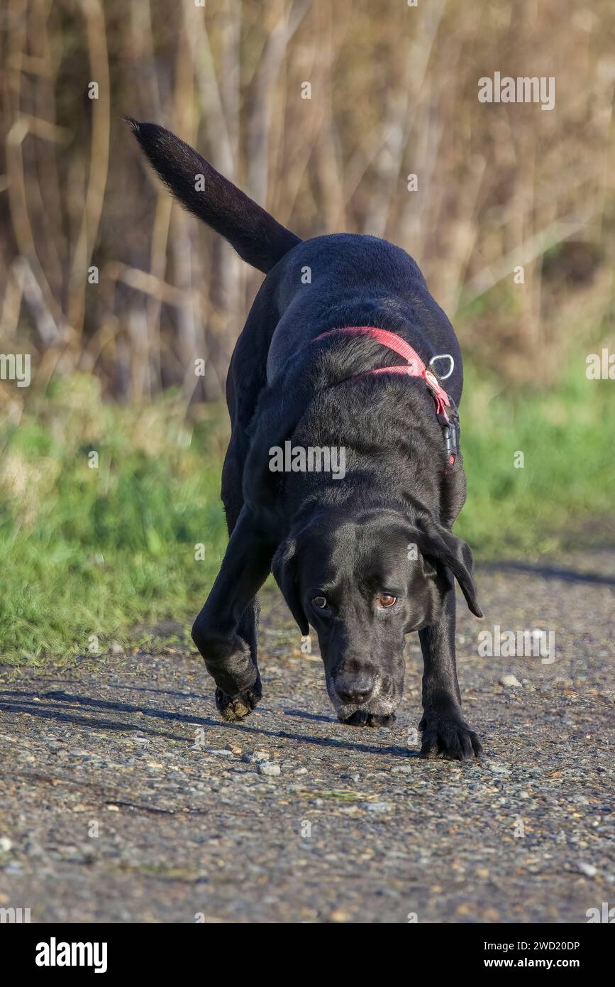 black labrador walking down path Stock Photo - Alamy