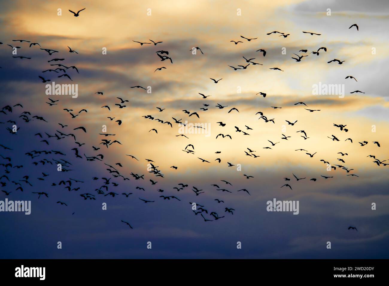Flock birds flying in golden hi-res stock photography and images - Alamy