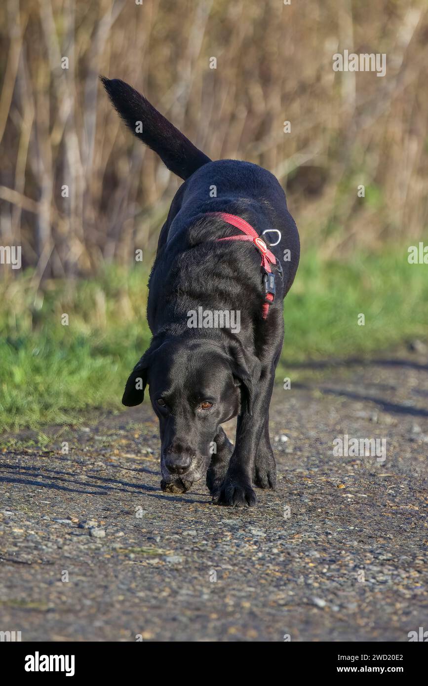 black labrador walking down path Stock Photo - Alamy
