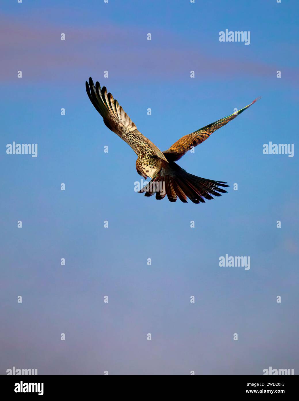 Common kestrel hunting hi-res stock photography and images - Alamy