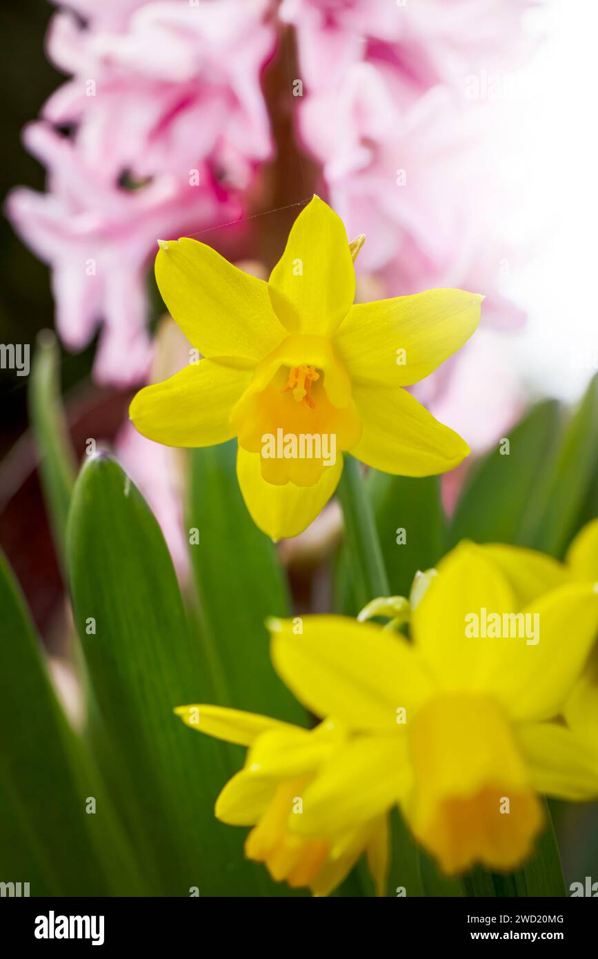 Daffodil and hyacinth spring flowers Stock Photo - Alamy