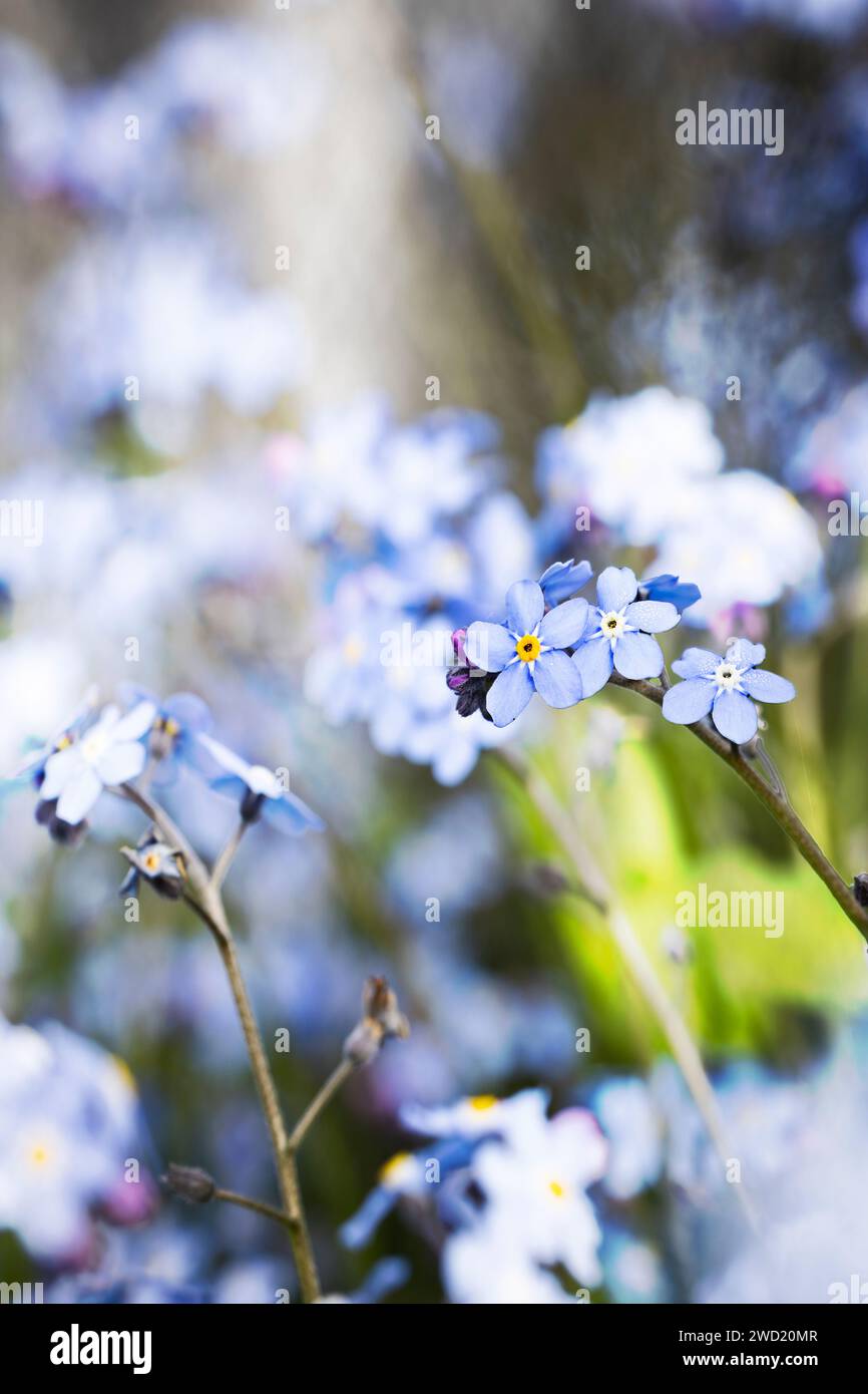 Spring frame small flowers hi-res stock photography and images - Alamy