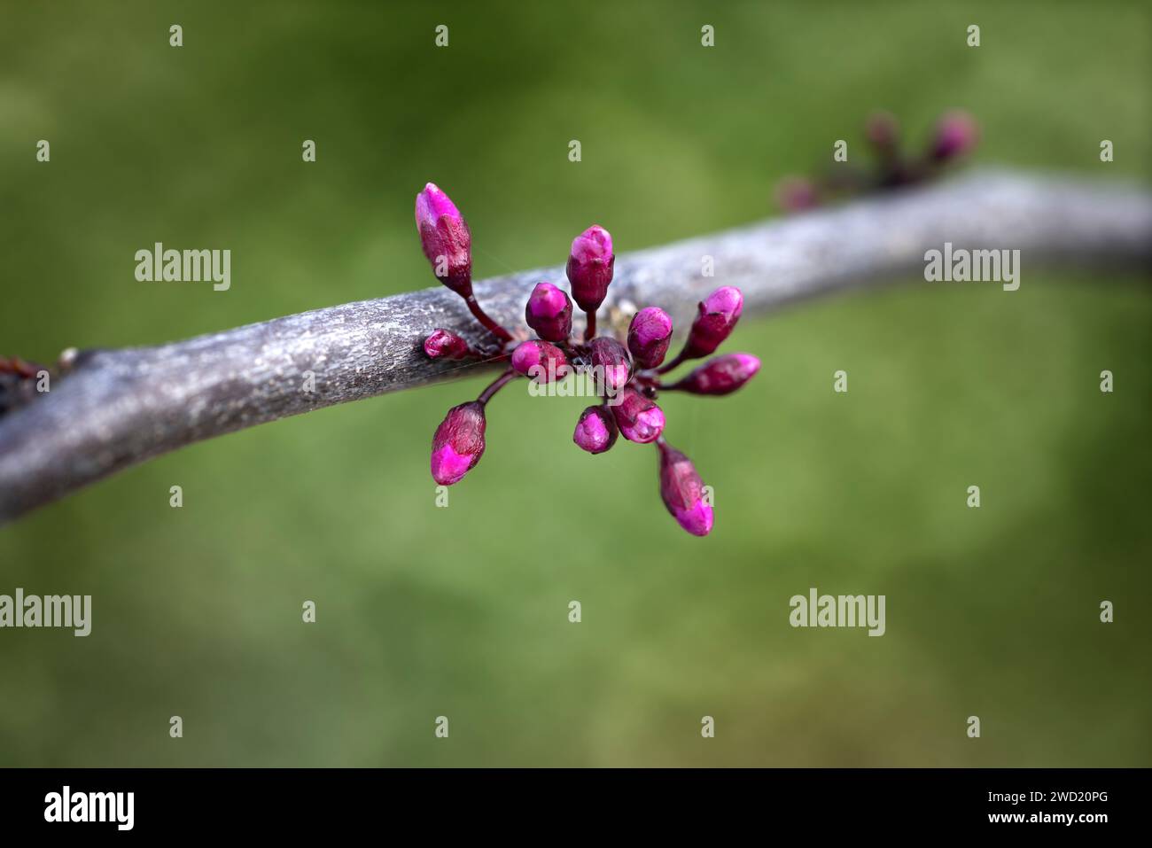 Cercis Canadensis Ruby Falls Weeping Rudbud Judas Tree Stock Photo - Alamy
