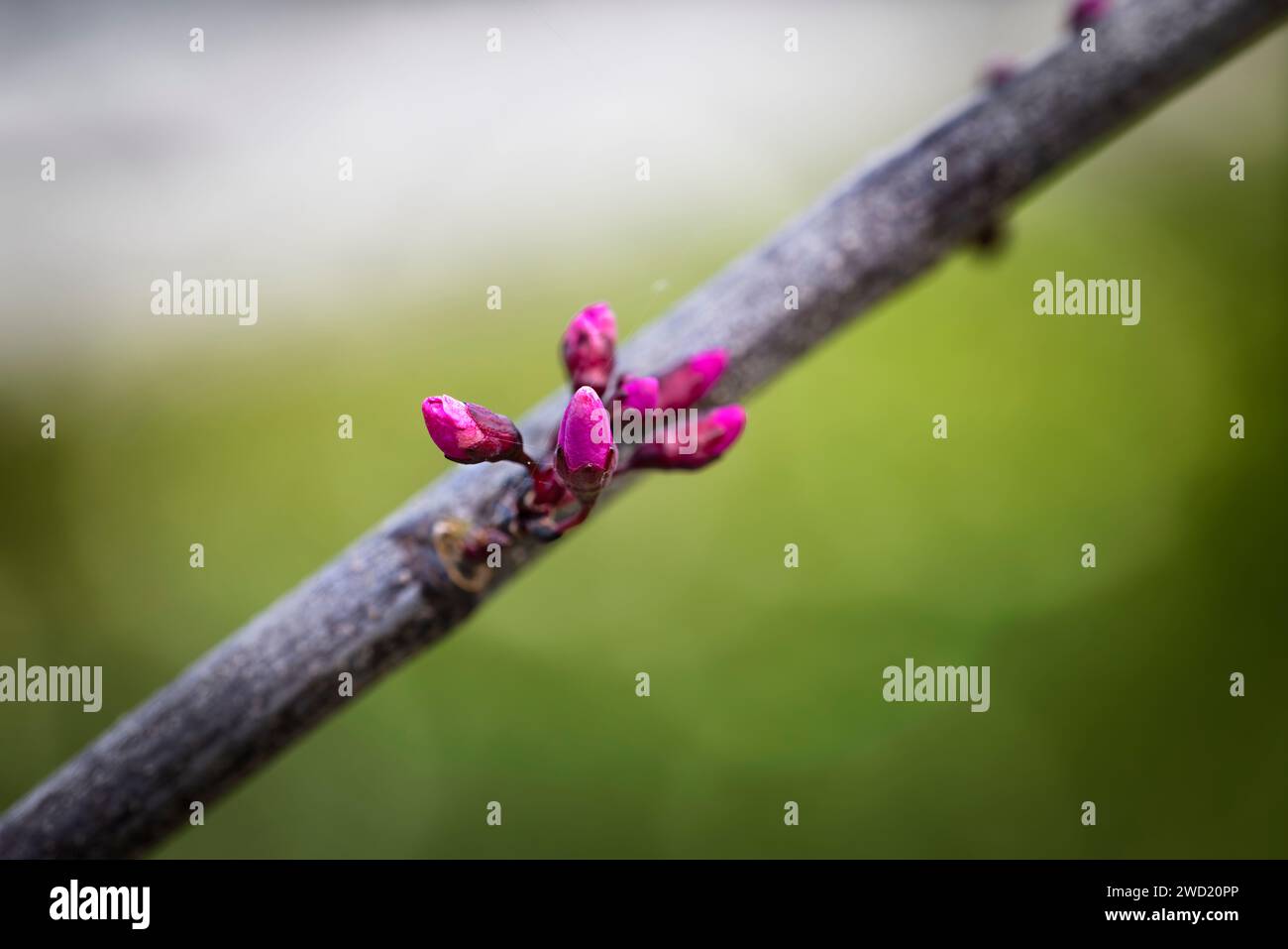 Cercis Canadensis Ruby Falls Weeping Rudbud Judas Tree Stock Photo - Alamy
