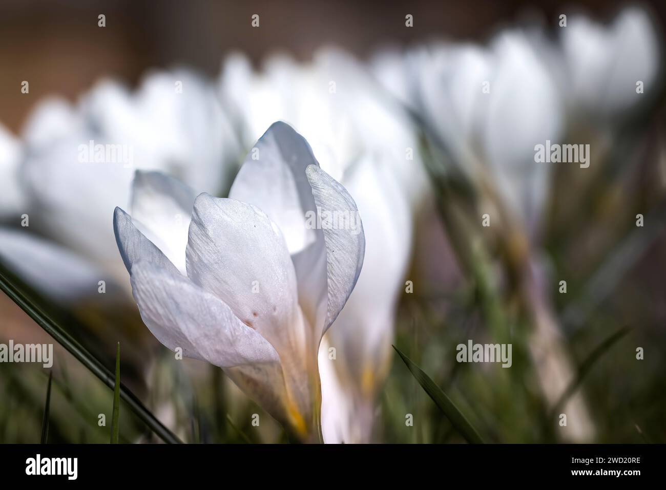 White crocus flower hi-res stock photography and images - Alamy