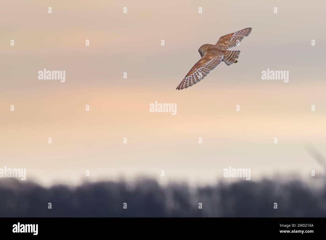 barn owl hunting of marsh land Stock Photo - Alamy