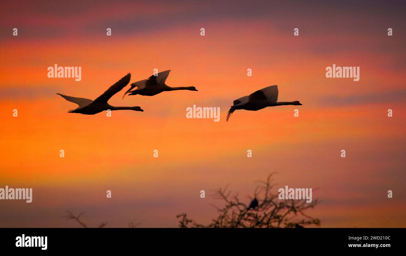 swan in flight at sunrise Stock Photo - Alamy