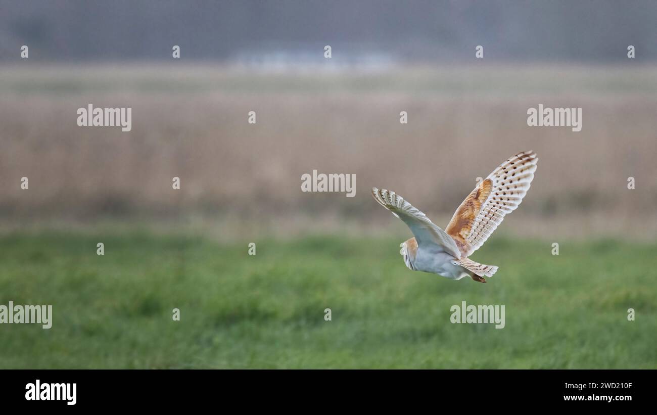 barn owl hunting of marsh land Stock Photo - Alamy