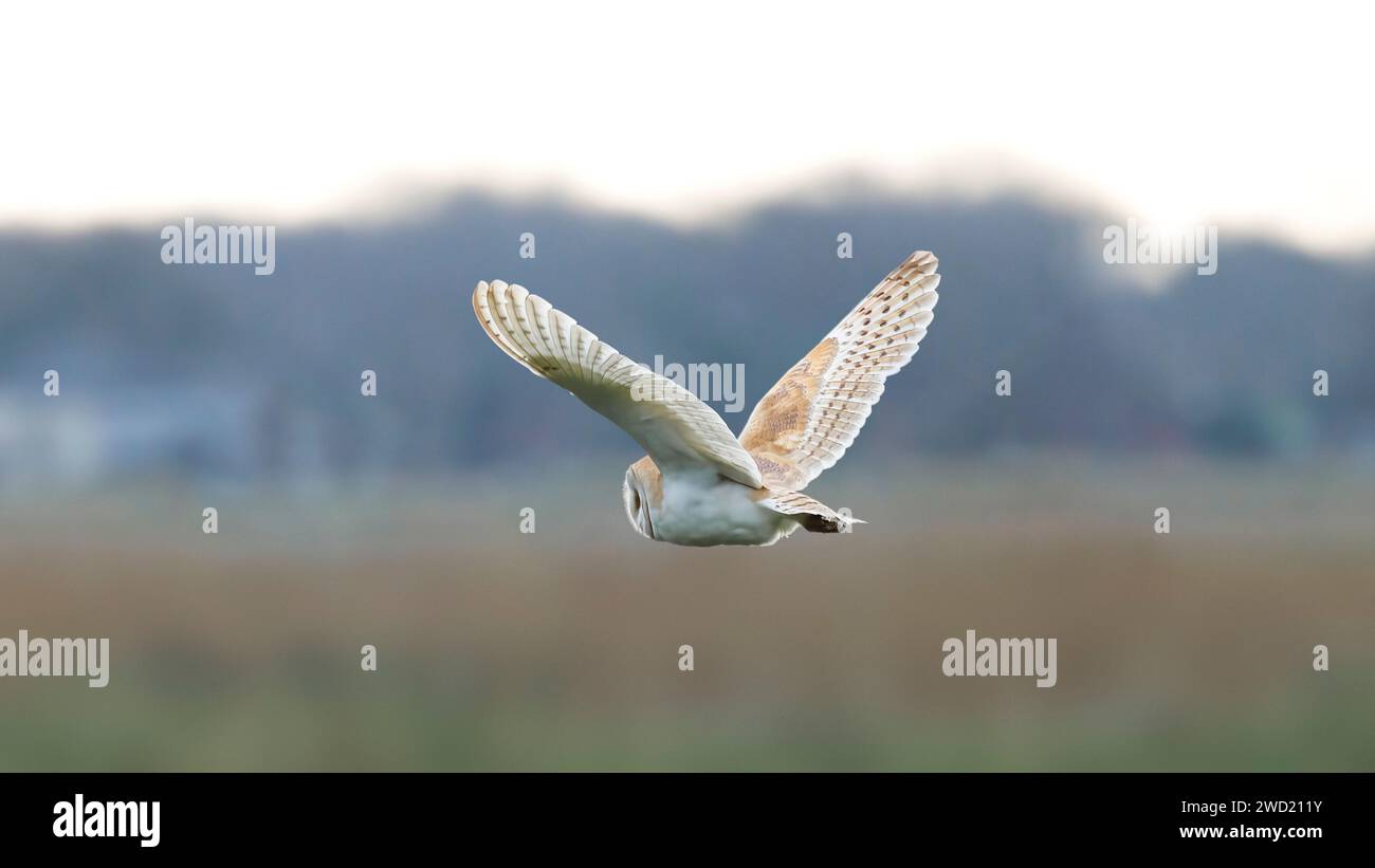 Common marsh owl hi-res stock photography and images - Alamy
