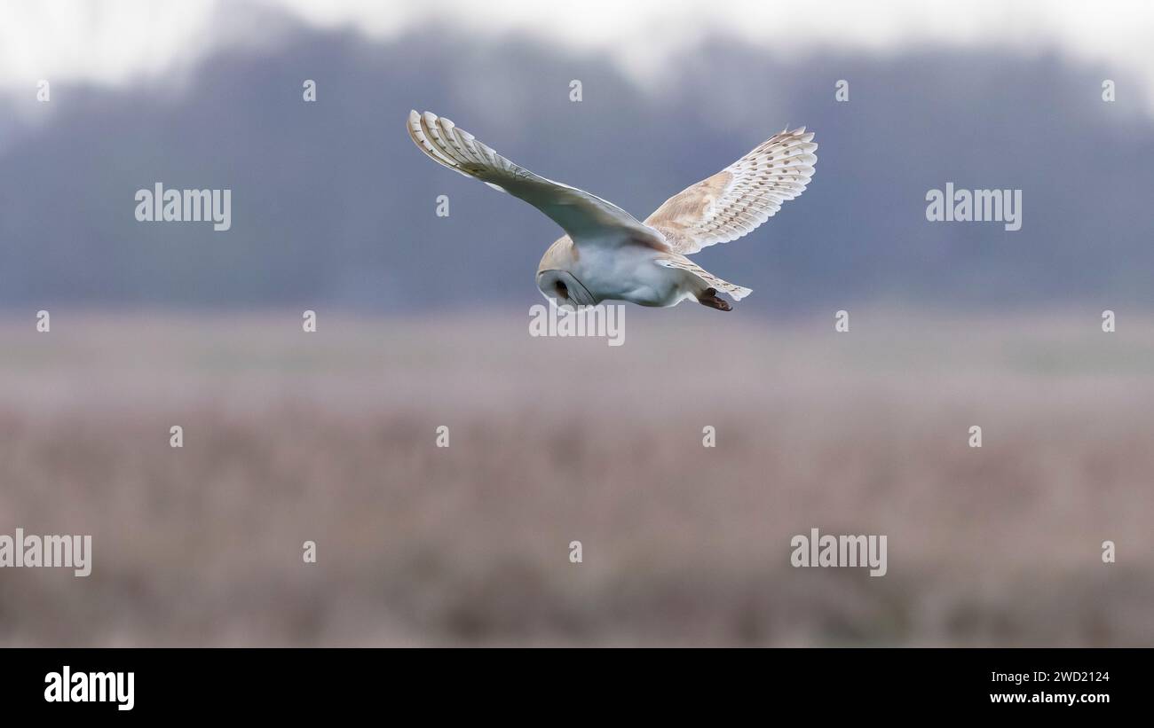 barn owl hunting of marsh land Stock Photo - Alamy