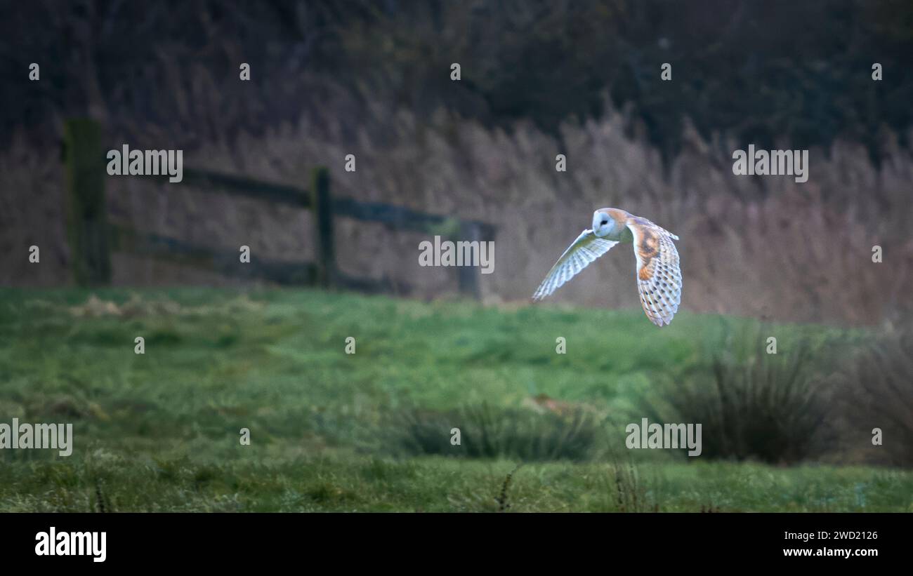 Owl bird flight fly flying hi-res stock photography and images - Alamy