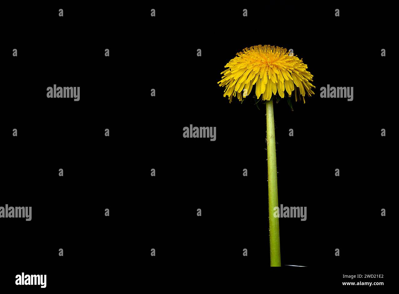the super magical dandelion flower Stock Photo - Alamy