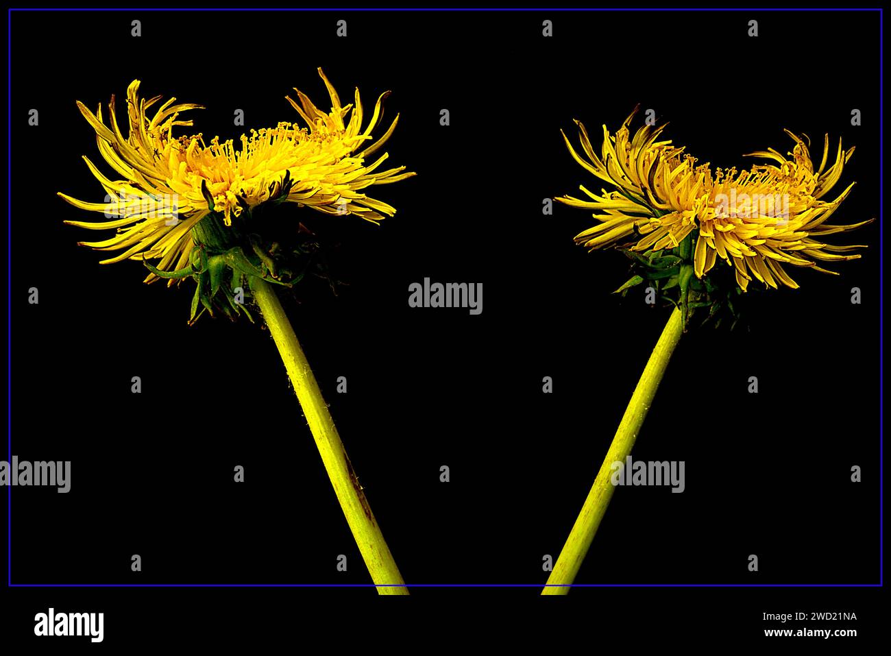 the super magical dandelion flower Stock Photo - Alamy