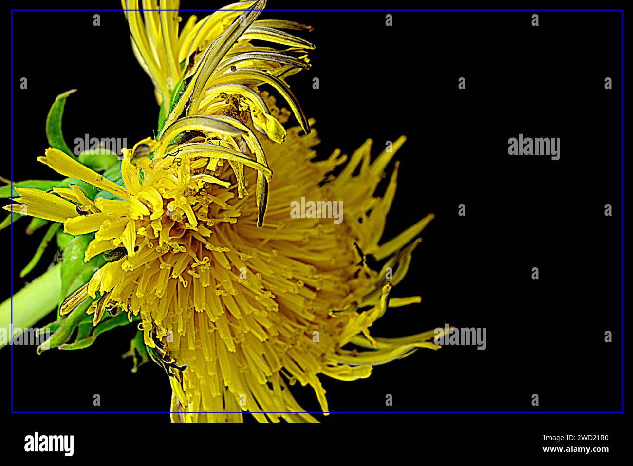 the super magical dandelion flower Stock Photo - Alamy