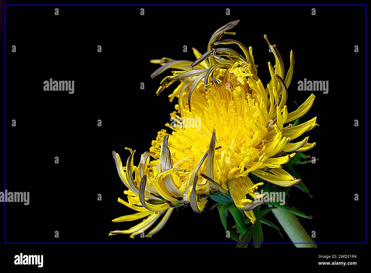 the super magical dandelion flower Stock Photo - Alamy