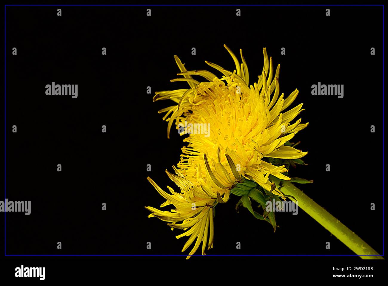 the super magical dandelion flower Stock Photo - Alamy
