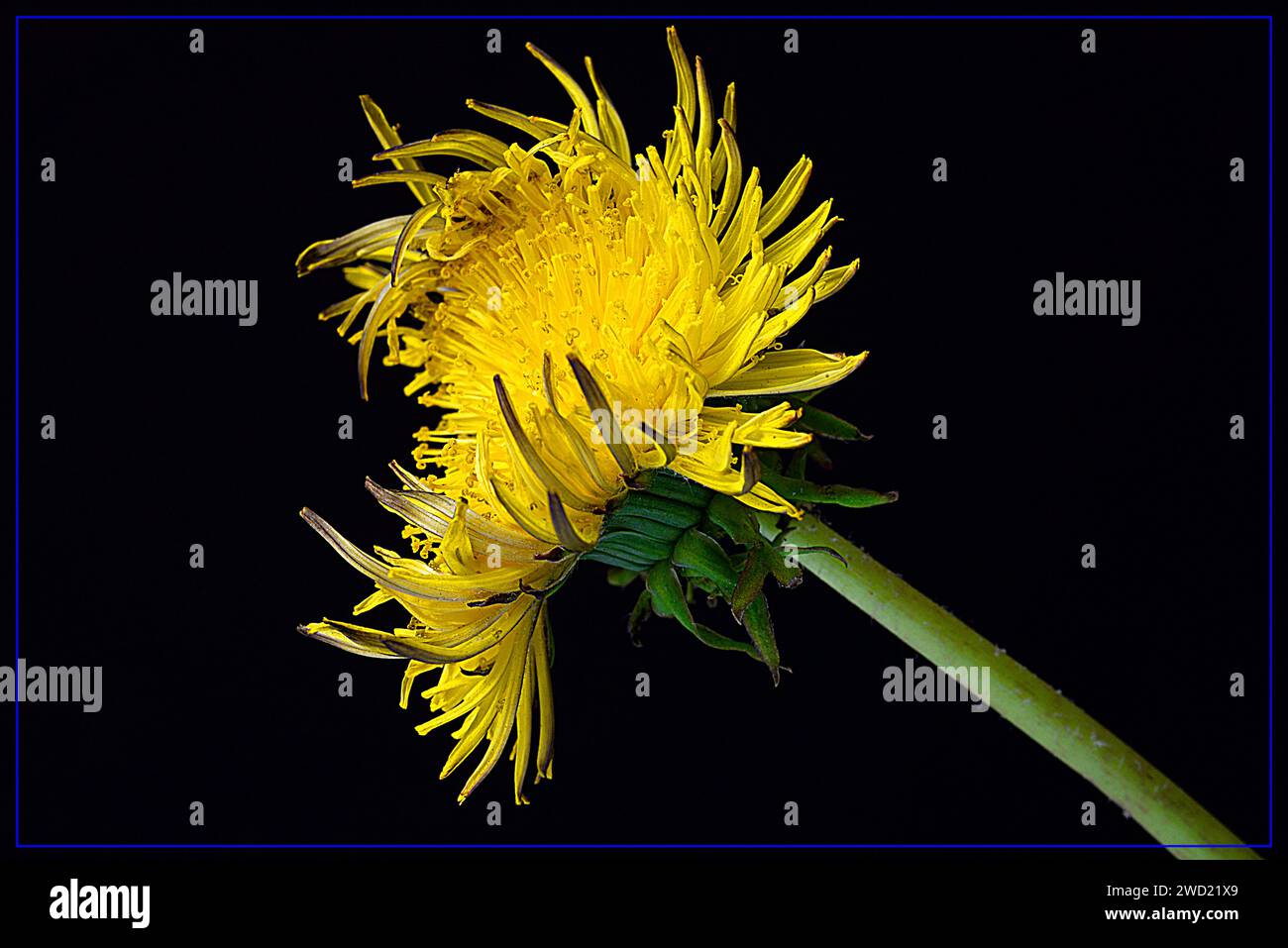 the super magical dandelion flower Stock Photo - Alamy