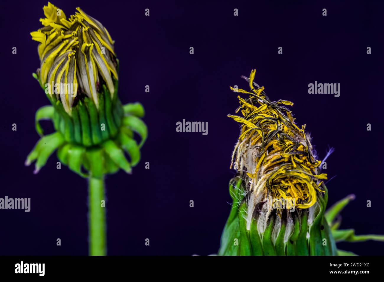 the super magical dandelion flower Stock Photo - Alamy