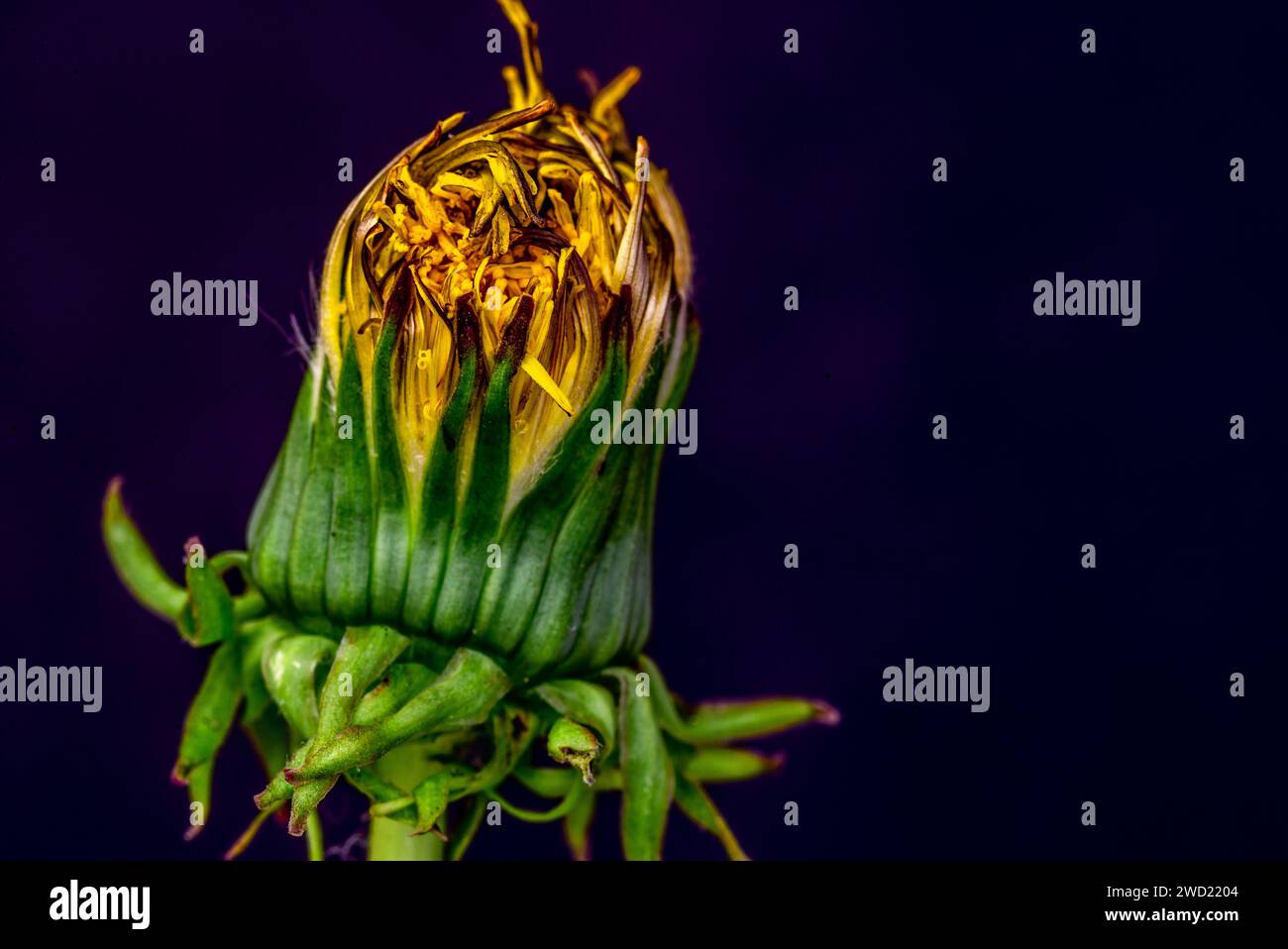 the super magical dandelion flower Stock Photo - Alamy