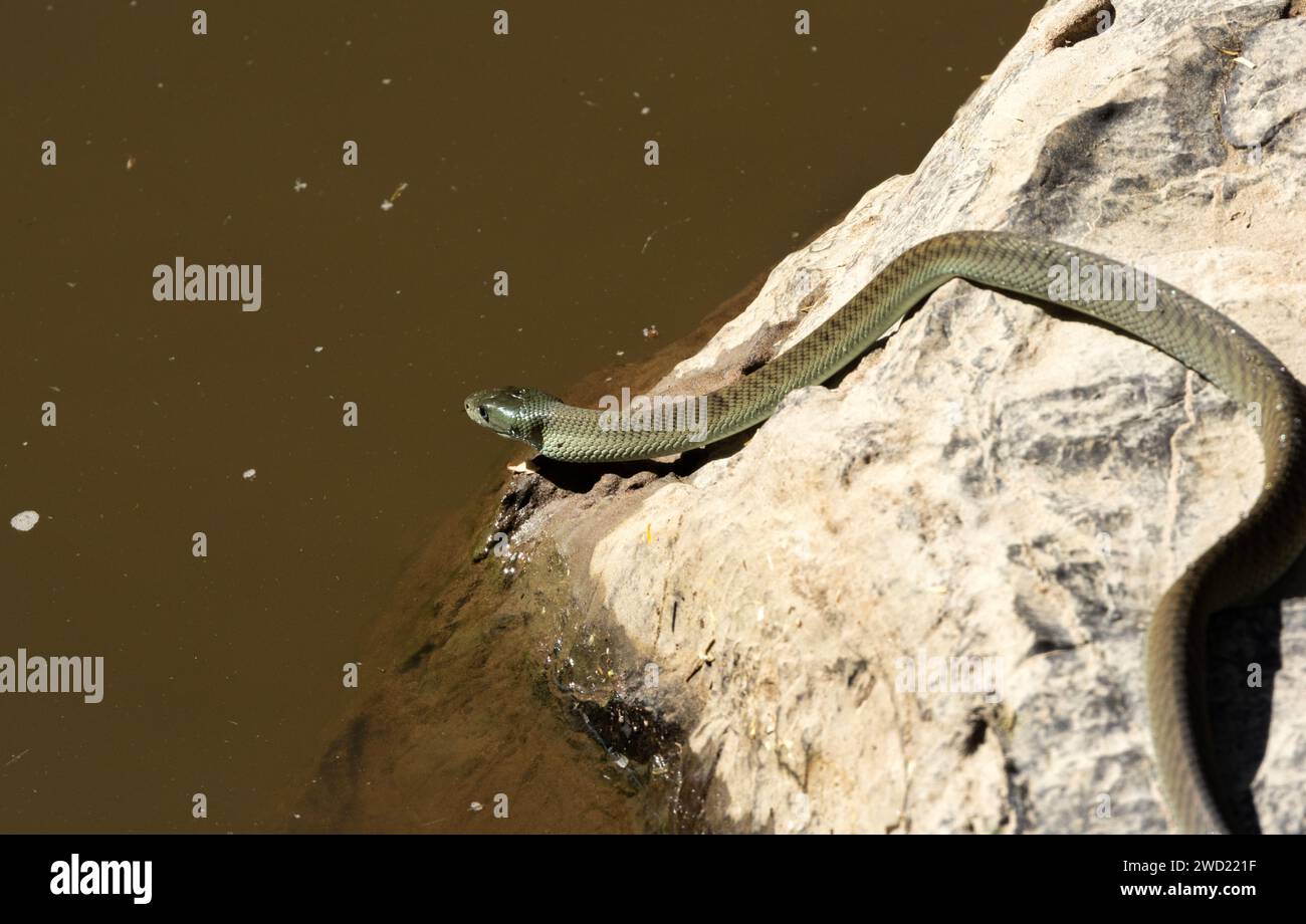A juvenile Black Mamba goes to the banks of the Great Ruaha River for a ...