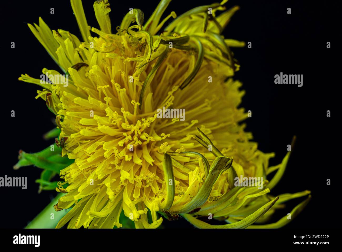 the super magical dandelion flower Stock Photo - Alamy
