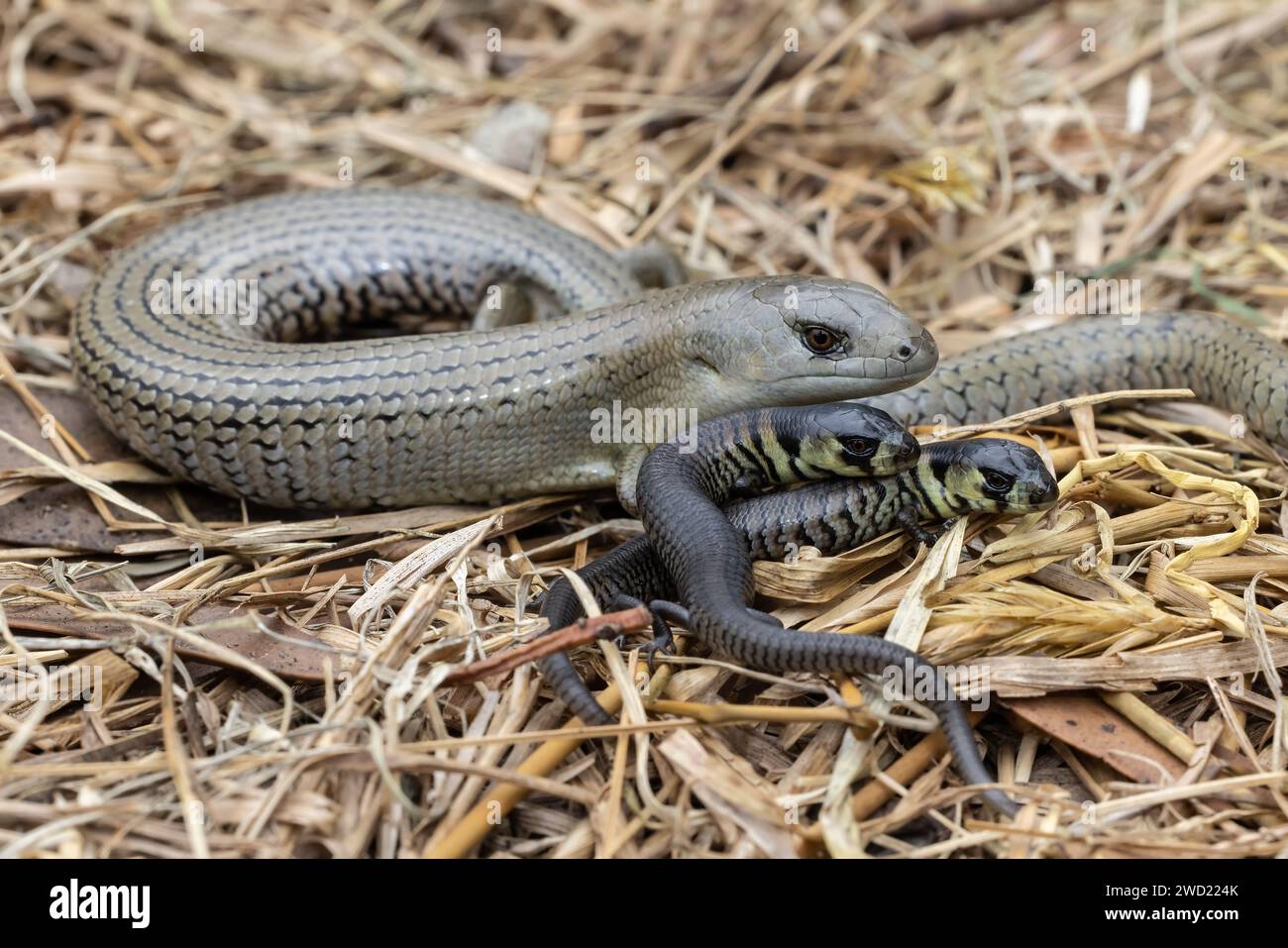 Australian Mainland She-Oak Skink with young Stock Photo - Alamy