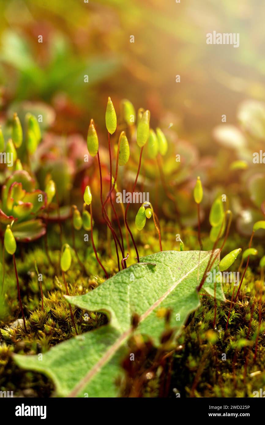moss sprouts, moss macro, green grass, dandelion leaf and moss Stock ...