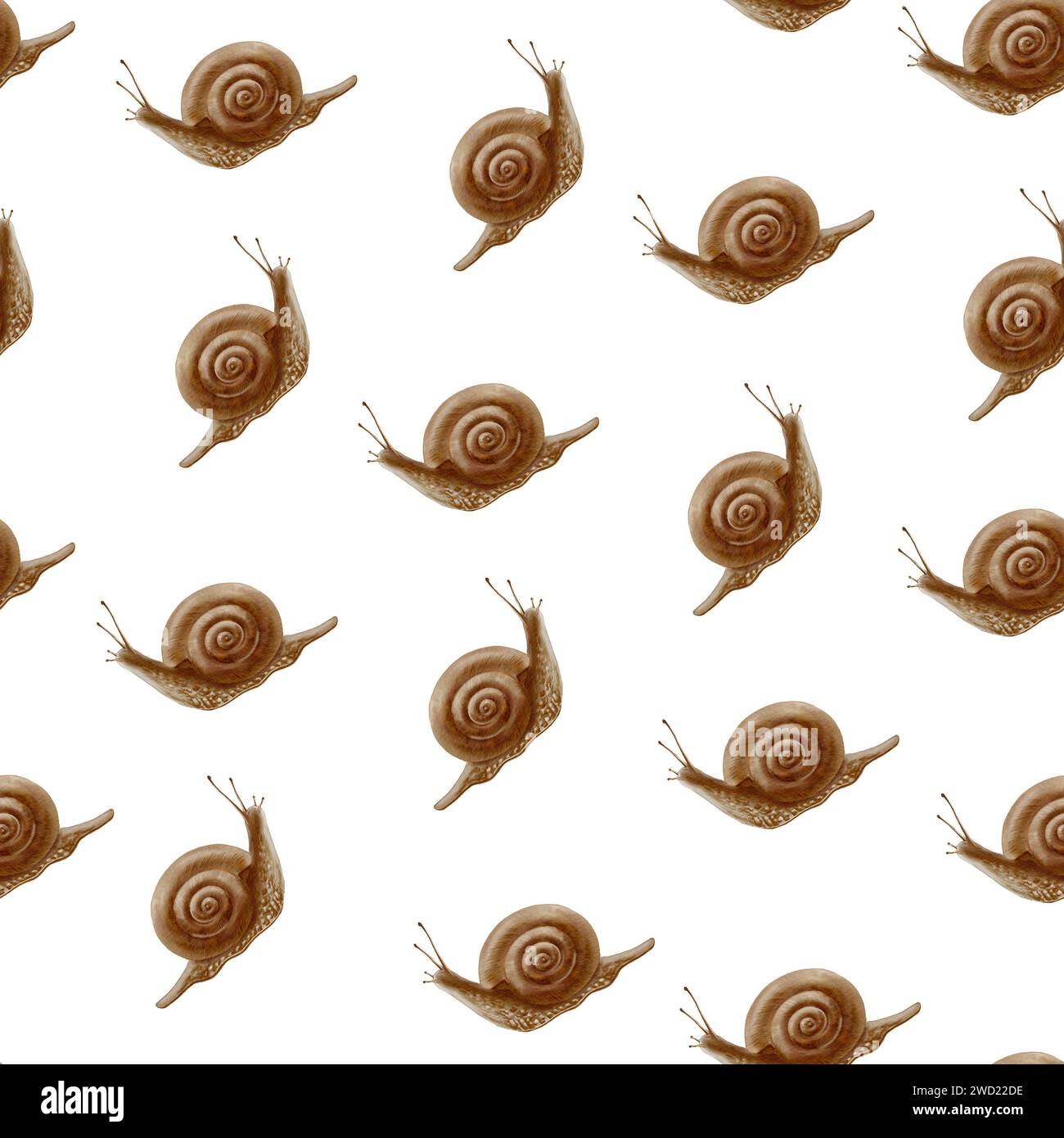 Seamless pattern watercolor snail on white background. For your ...
