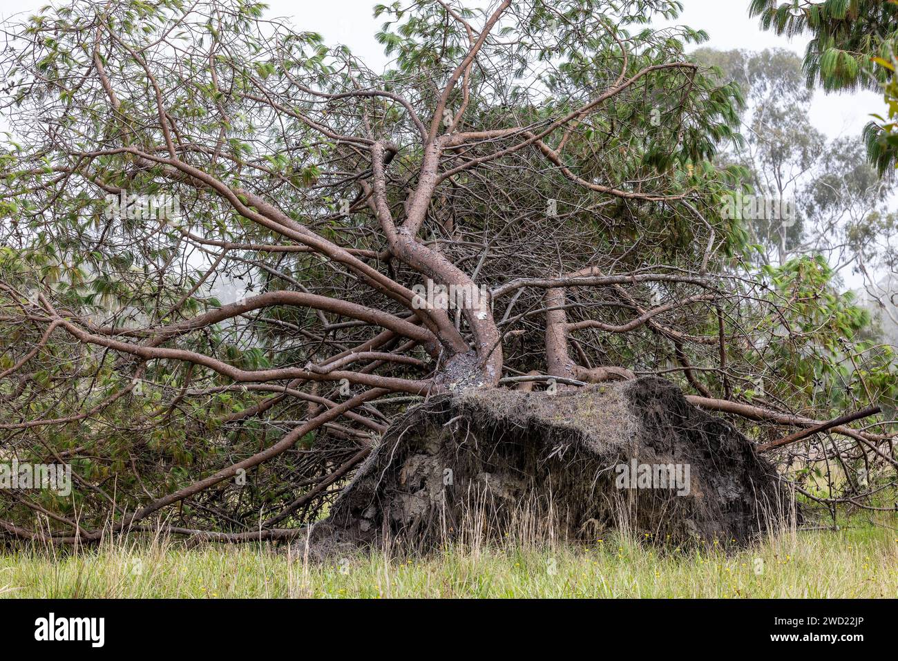 Tree blown over hi-res stock photography and images - Alamy