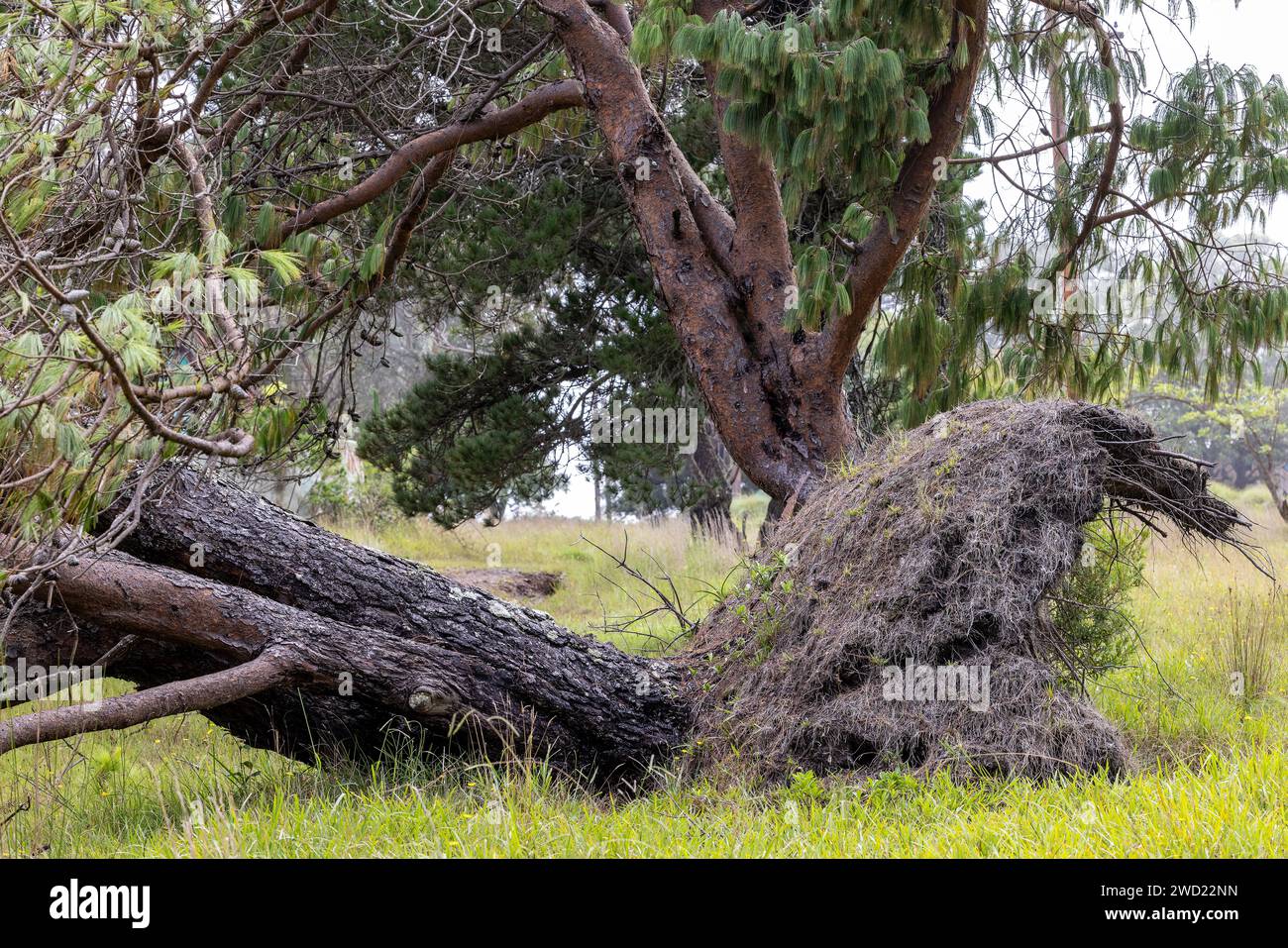 Tree blown over hi-res stock photography and images - Alamy