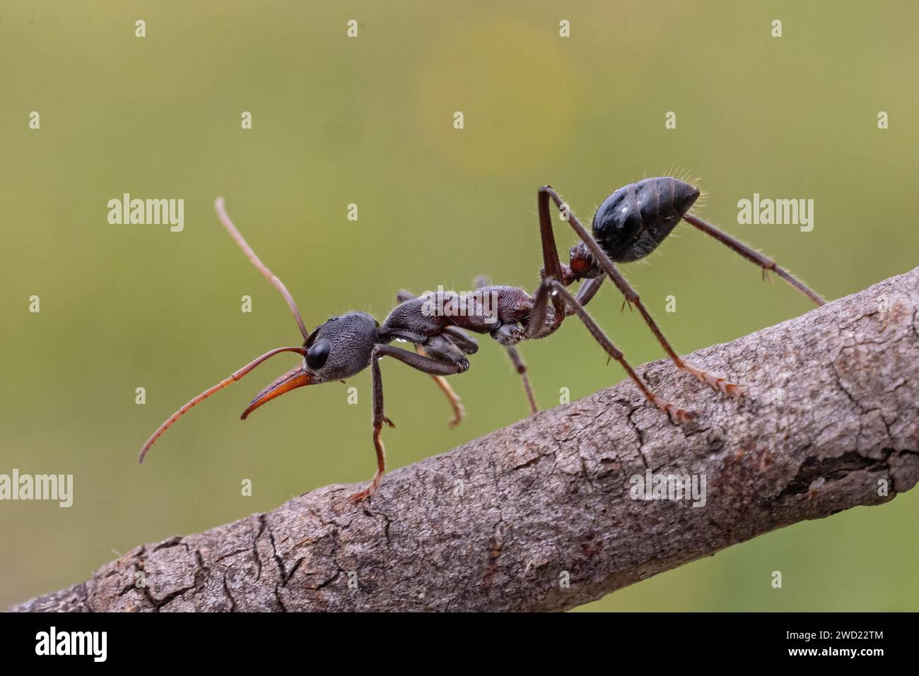 Australian bull dog ant hi-res stock photography and images - Alamy