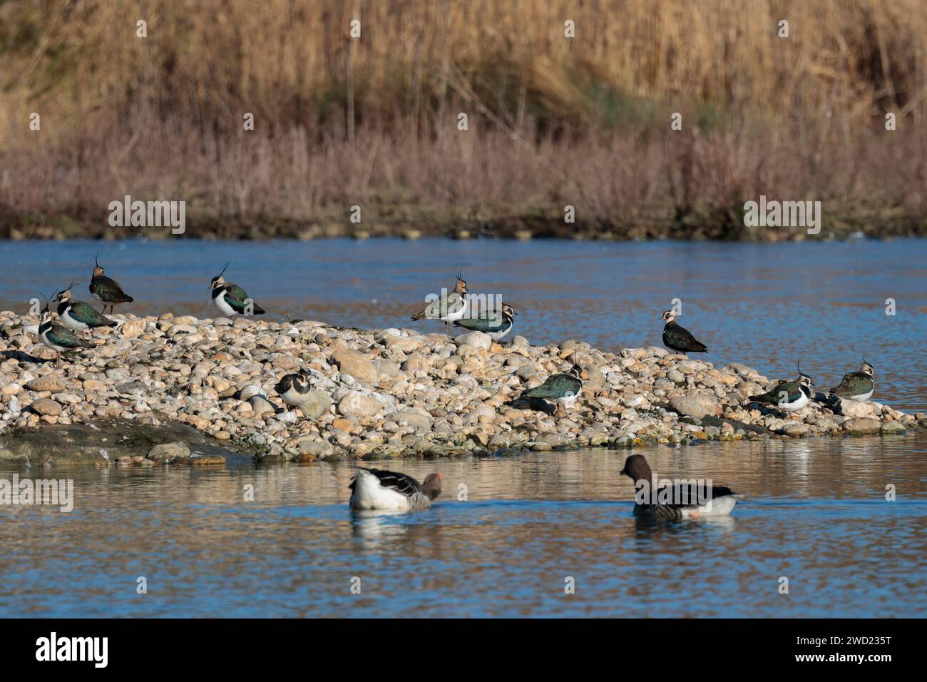 Lapwings Vanellus x2 black and white wetland bird on pebble island ...