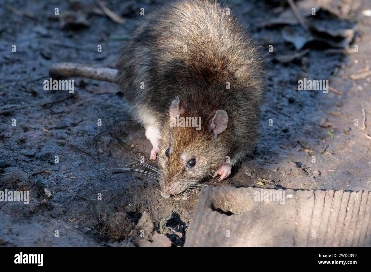 Brown rat Rattus norvegicus, brown grey fur pink ears nose and feet ...