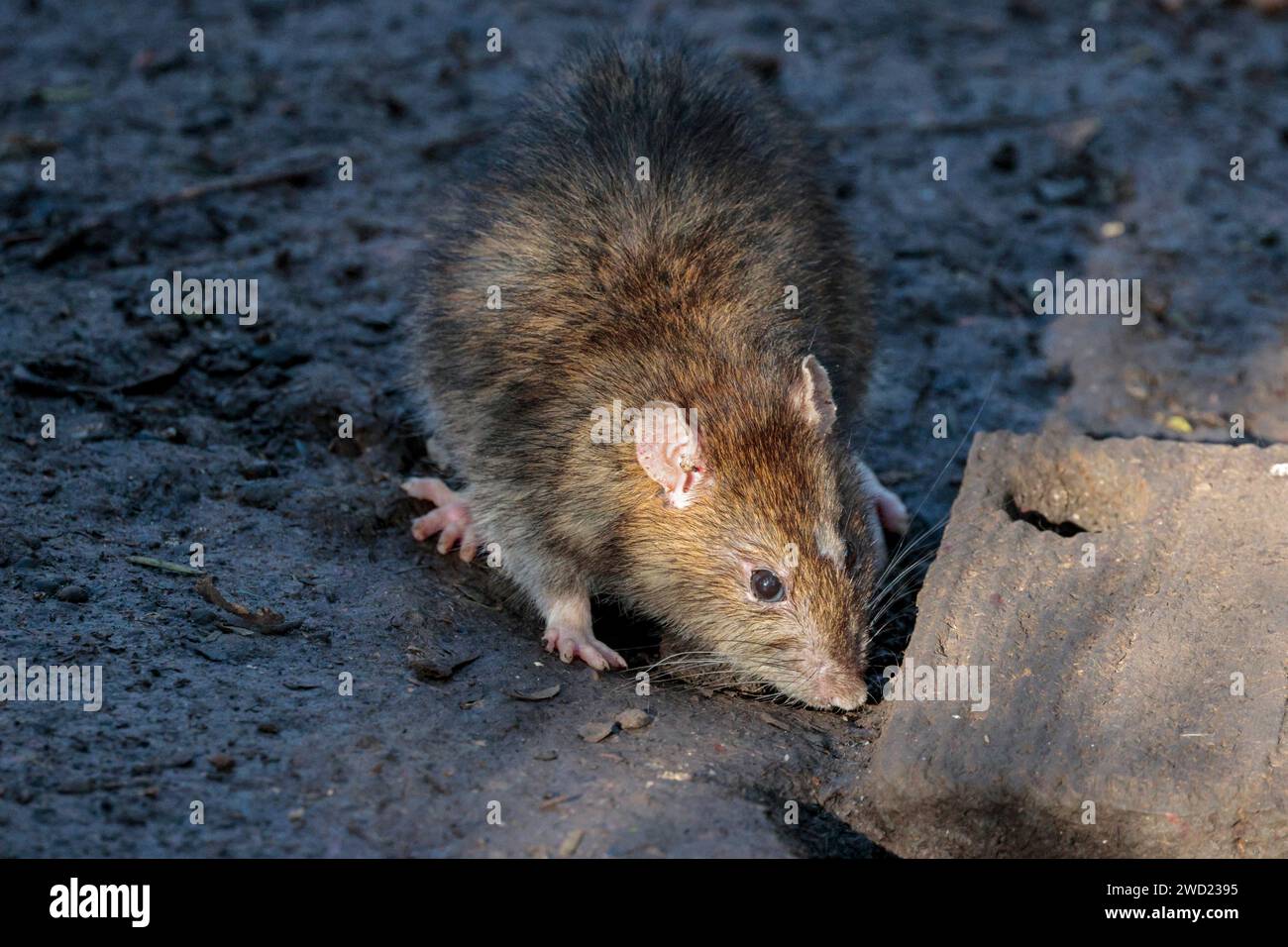 Brown rat Rattus norvegicus, brown grey fur pink ears nose and feet ...
