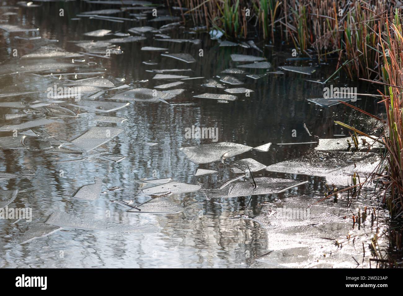 Reed bed ice hi-res stock photography and images - Alamy