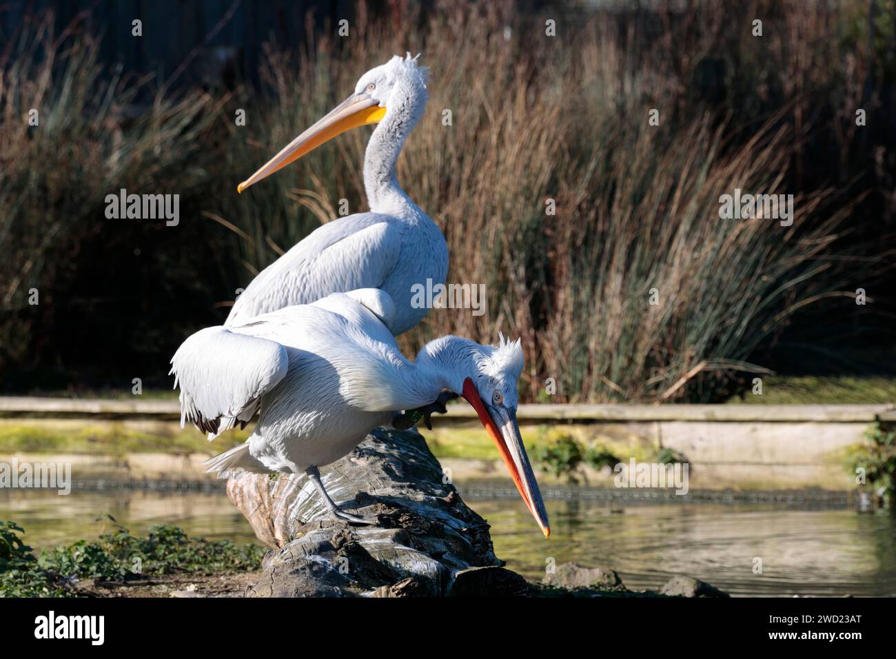 Dalmatian pelicans Pelicanus crispus, largest pelican two captive birds ...