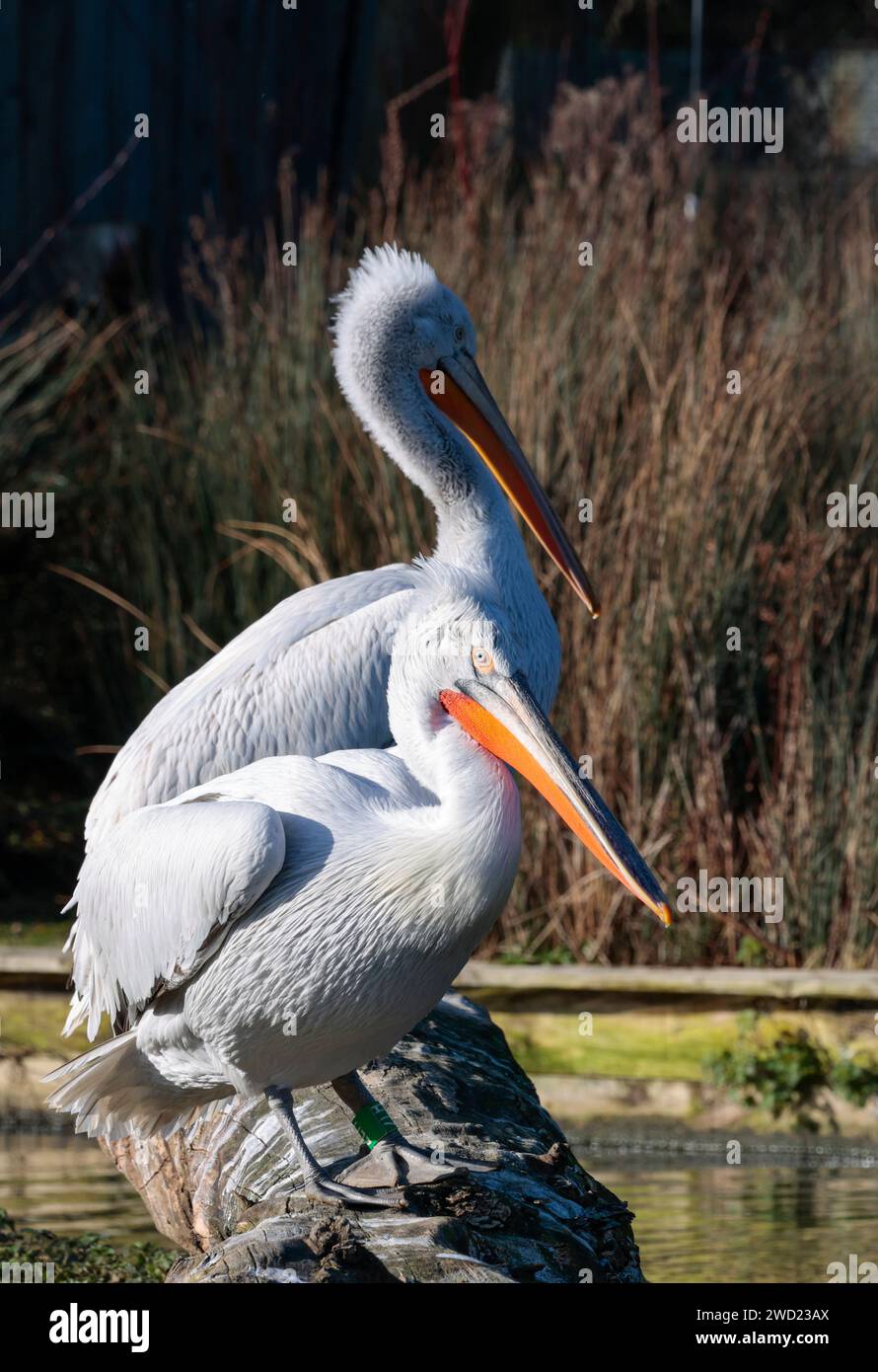 Dalmatian pelicans Pelicanus crispus, largest pelican two captive birds ...