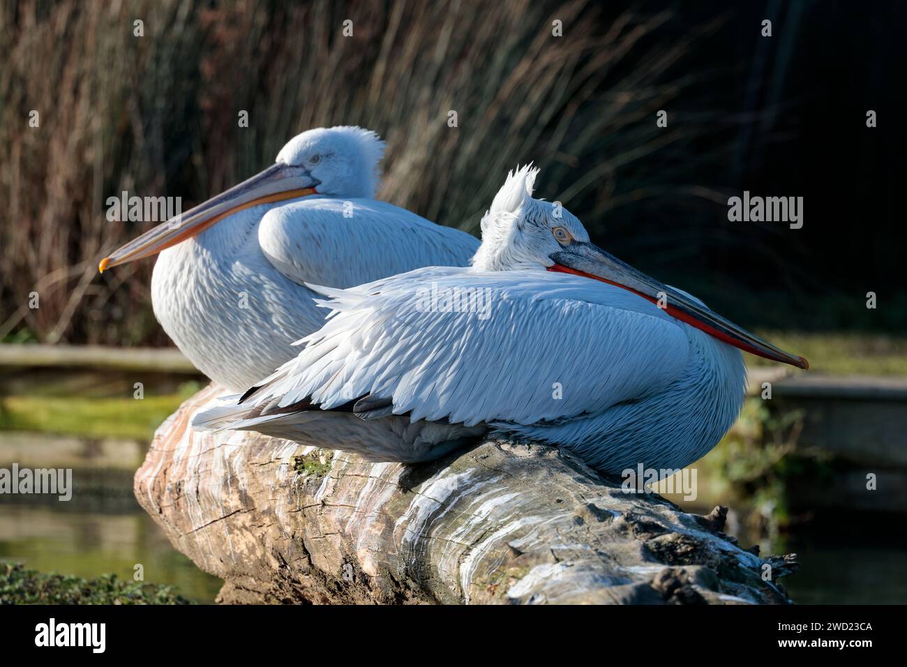 Big bird attraction arundel wwt uk hi-res stock photography and images ...