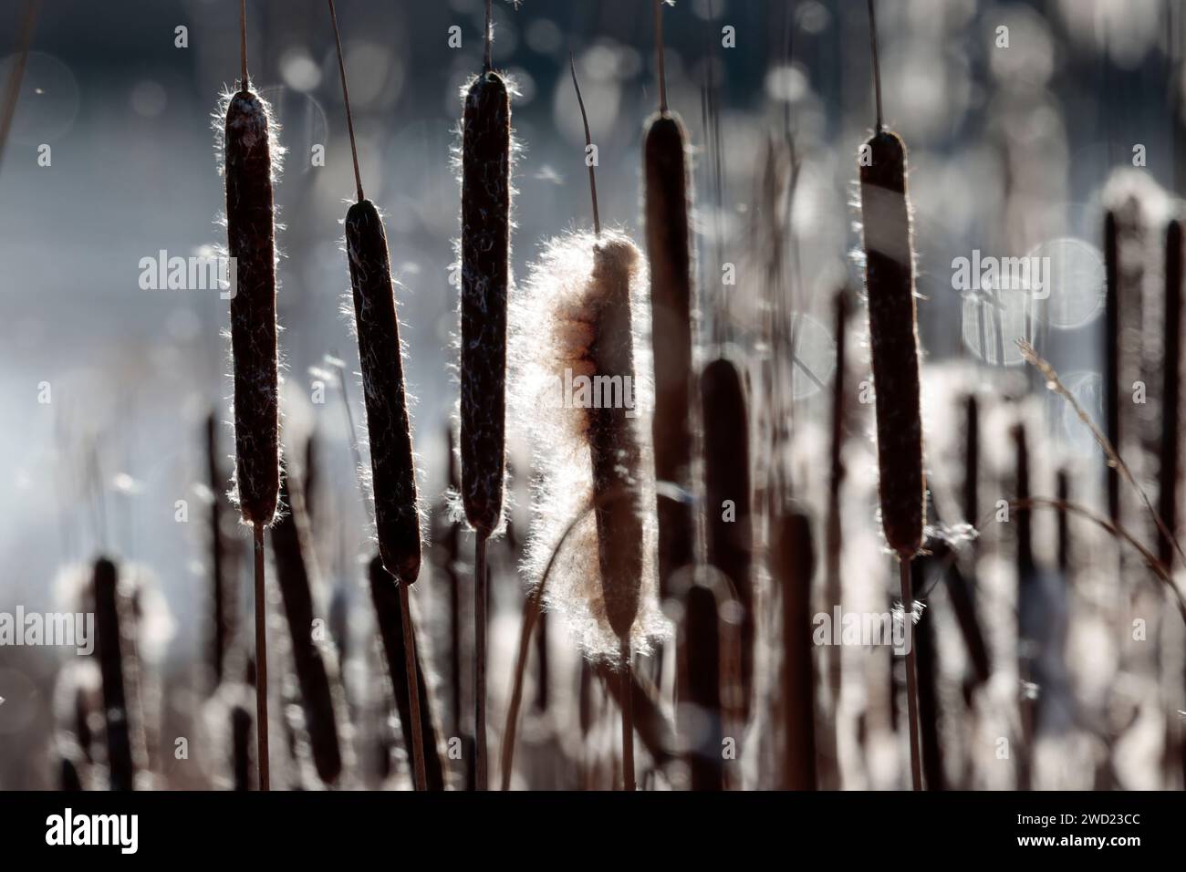 Bulrushes Great reedmace, Typha latifolia, Fluffy white pollen blowing ...