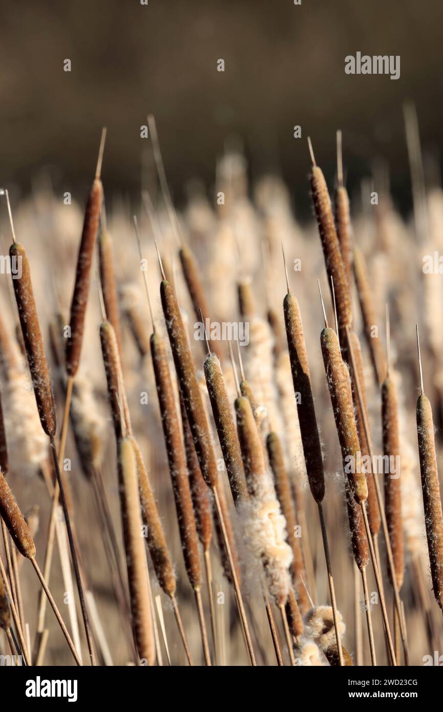Bulrushes Great reedmace, Typha latifolia, Fluffy white pollen blowing ...